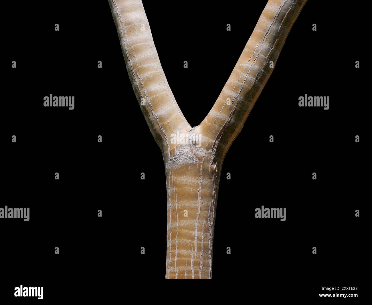 Forked tree trunk isolated on black background. Y-form, Y shape ...