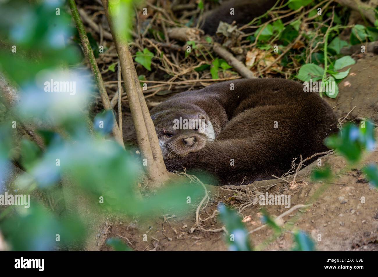 An otter sleeps in its den Stock Photo - Alamy