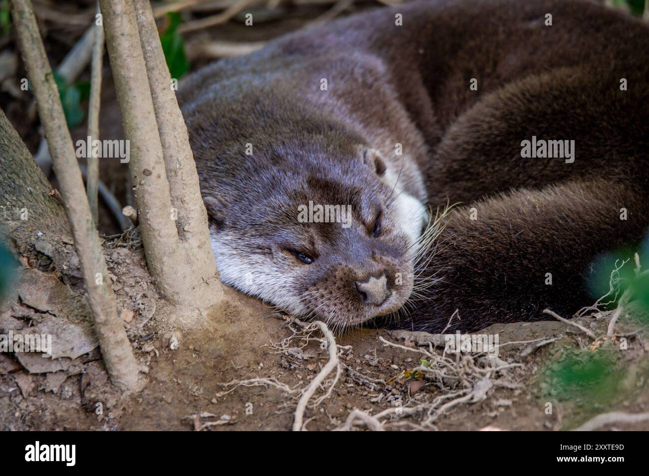 Otter den hi-res stock photography and images - Alamy