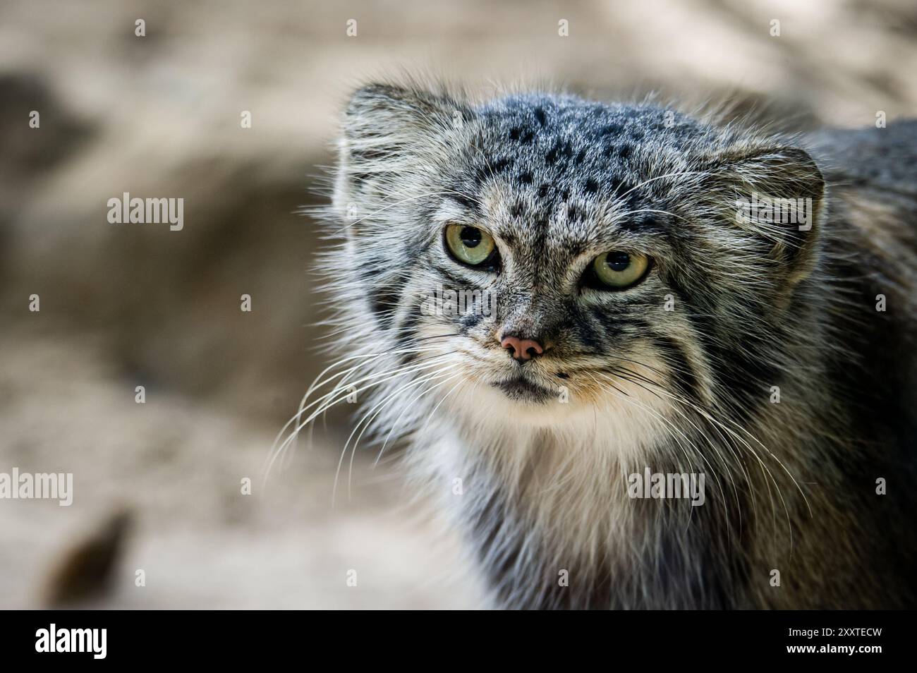 The small wild cat "Pallas's cat" (Otocolobus manul), also known as the ...