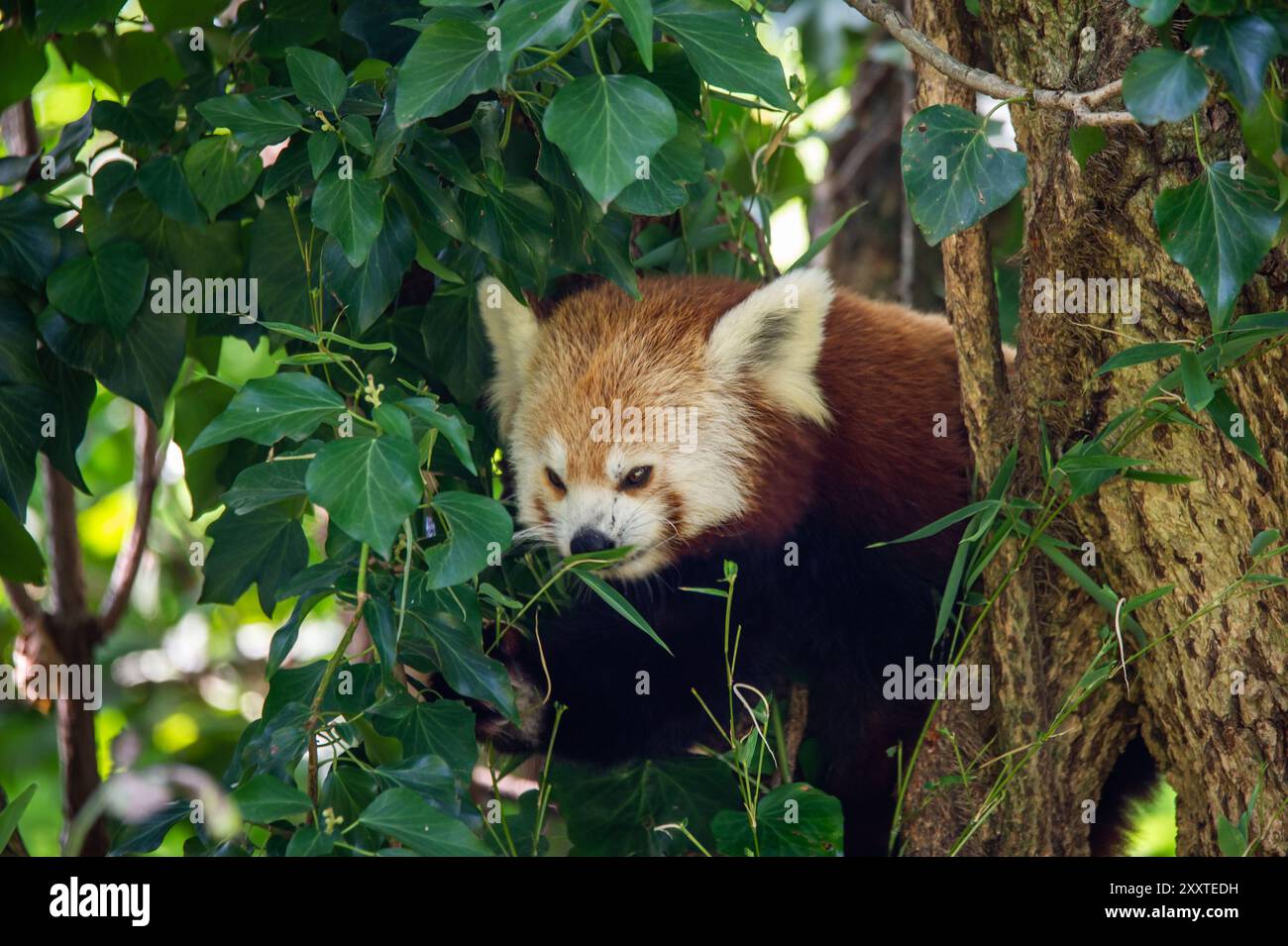Portrait red panda lying on hi-res stock photography and images - Alamy