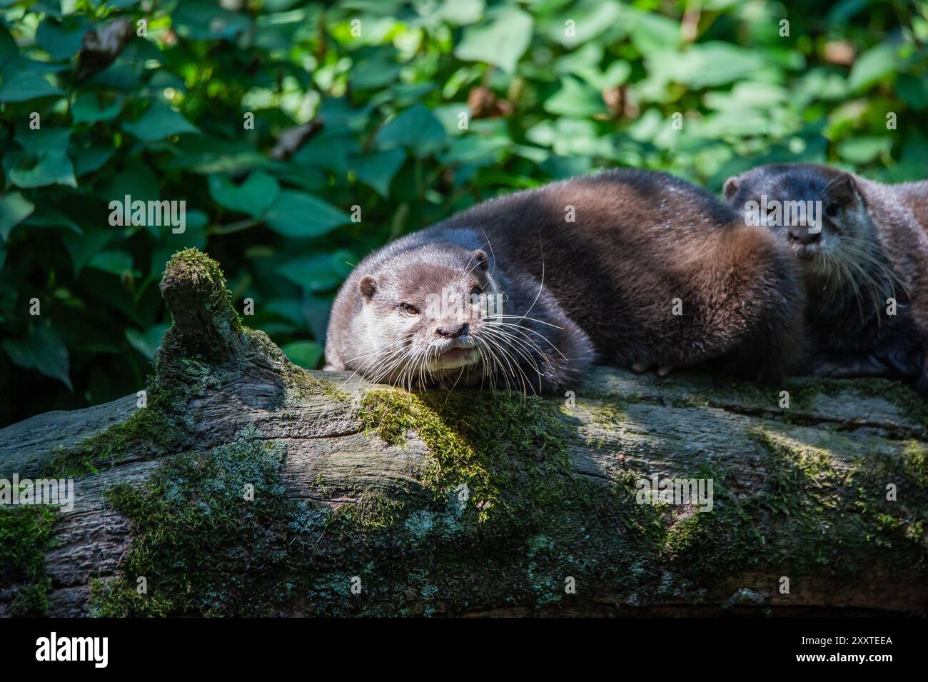 An otter lying down outside its den Stock Photo - Alamy