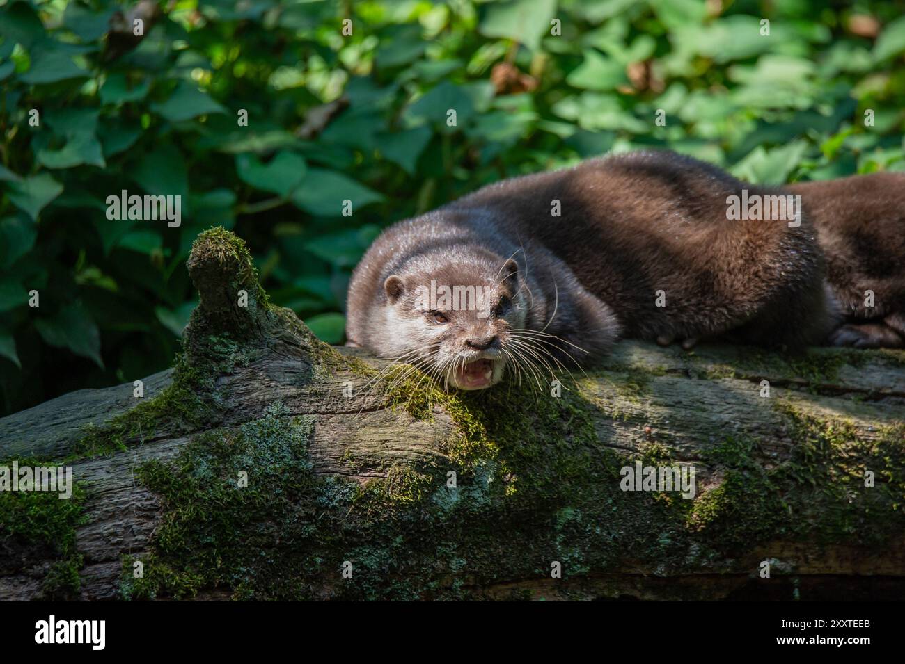River otter den water hi-res stock photography and images - Alamy