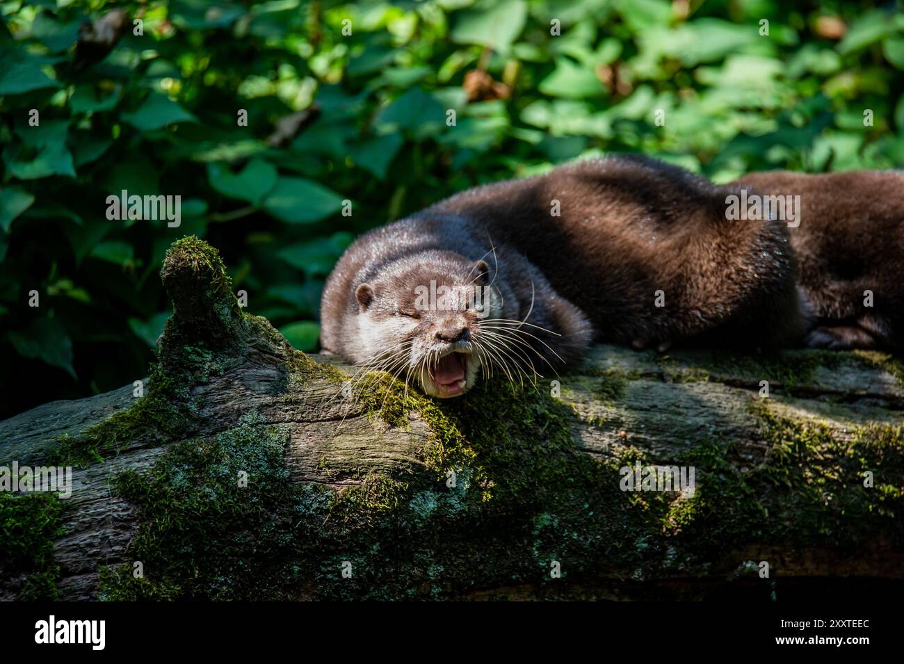 An otter lying down outside its den Stock Photo - Alamy