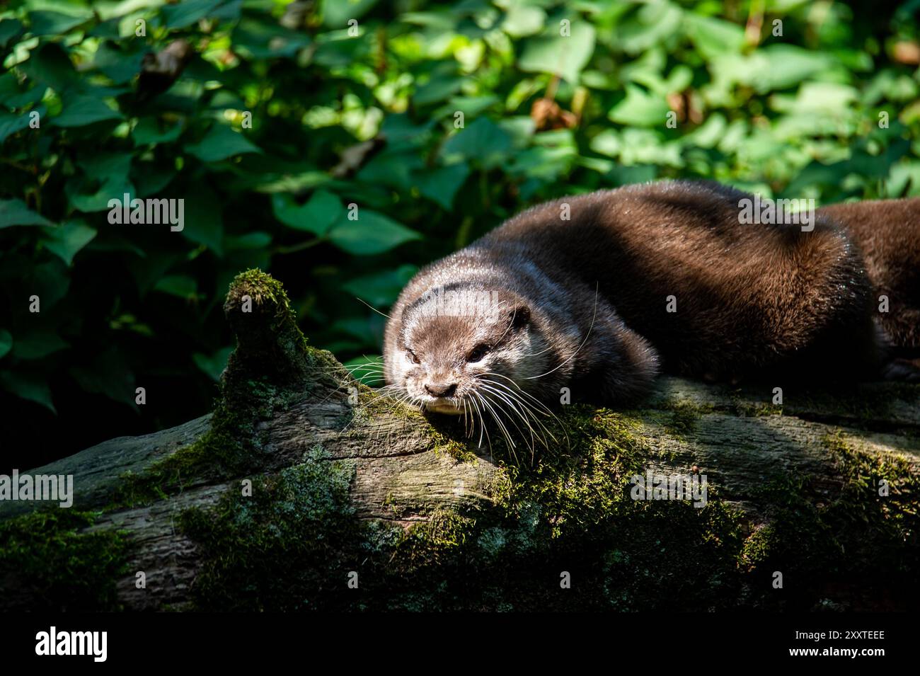 An otter lying down outside its den Stock Photo - Alamy