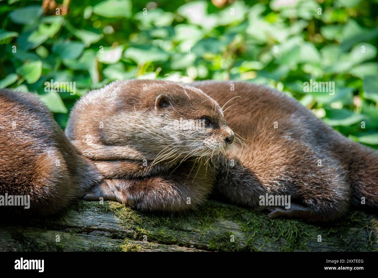 River otter den water hi-res stock photography and images - Alamy