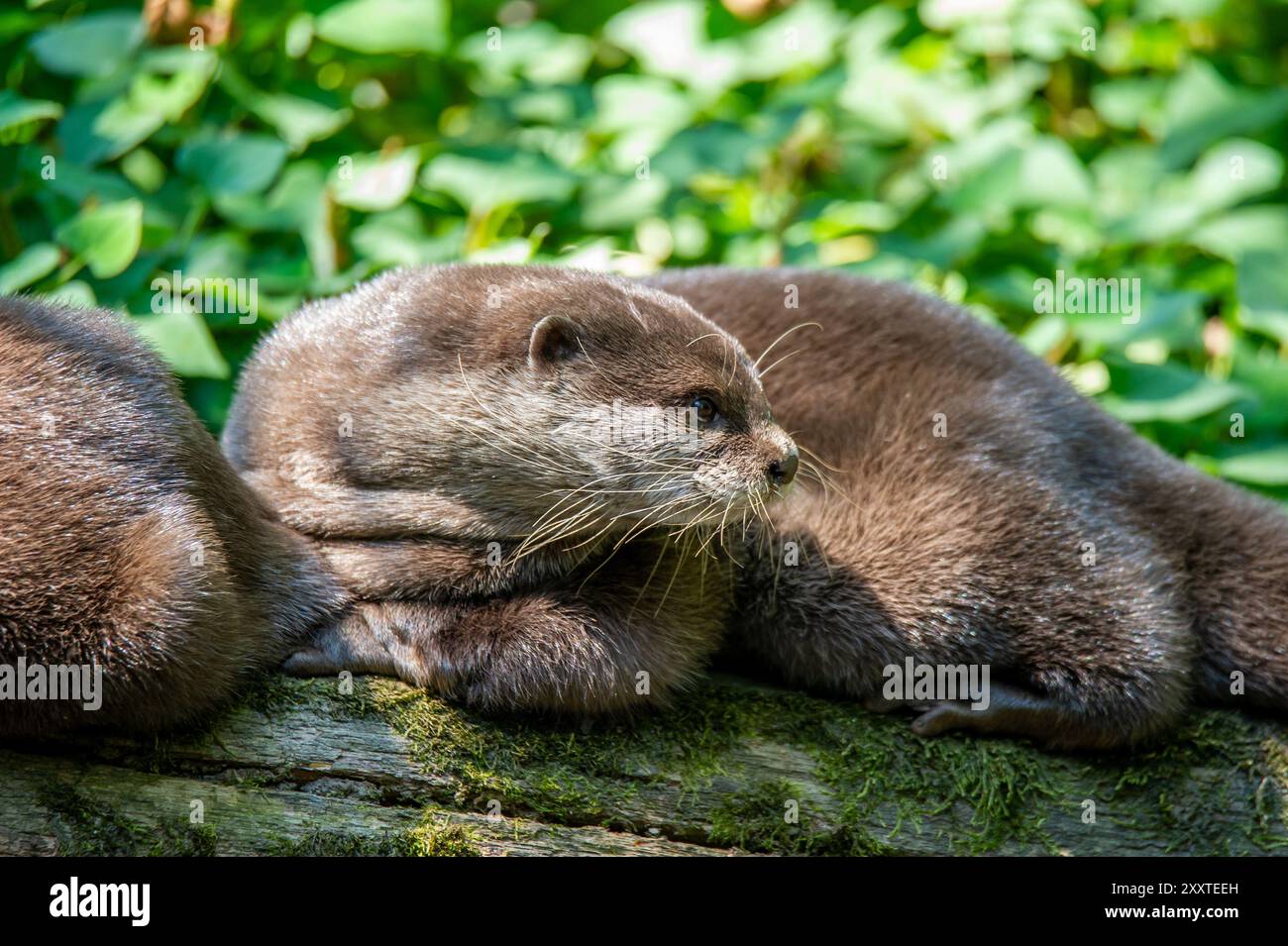 An otter lying down outside its den Stock Photo - Alamy