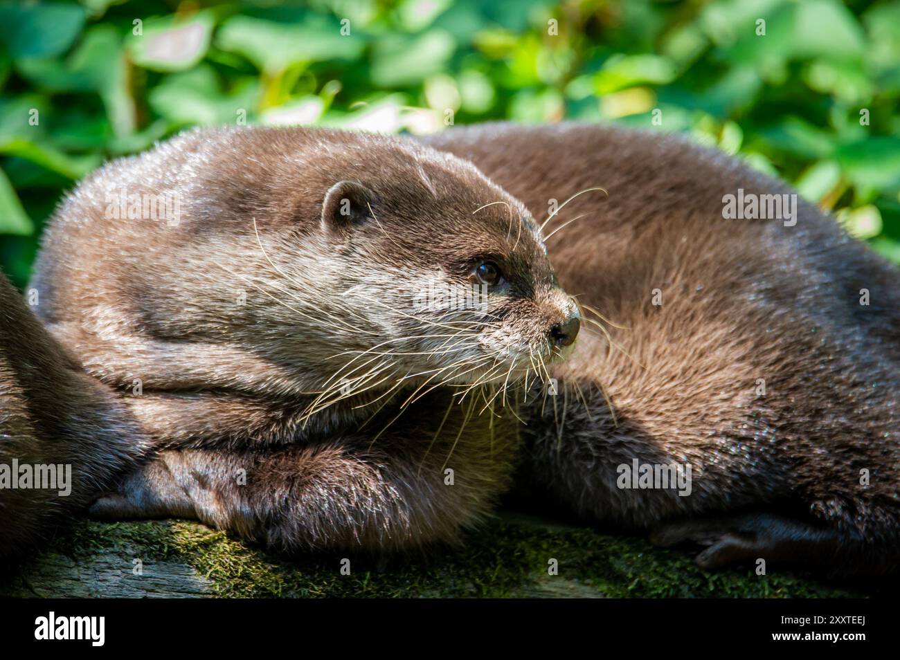 River otter den water hi-res stock photography and images - Alamy