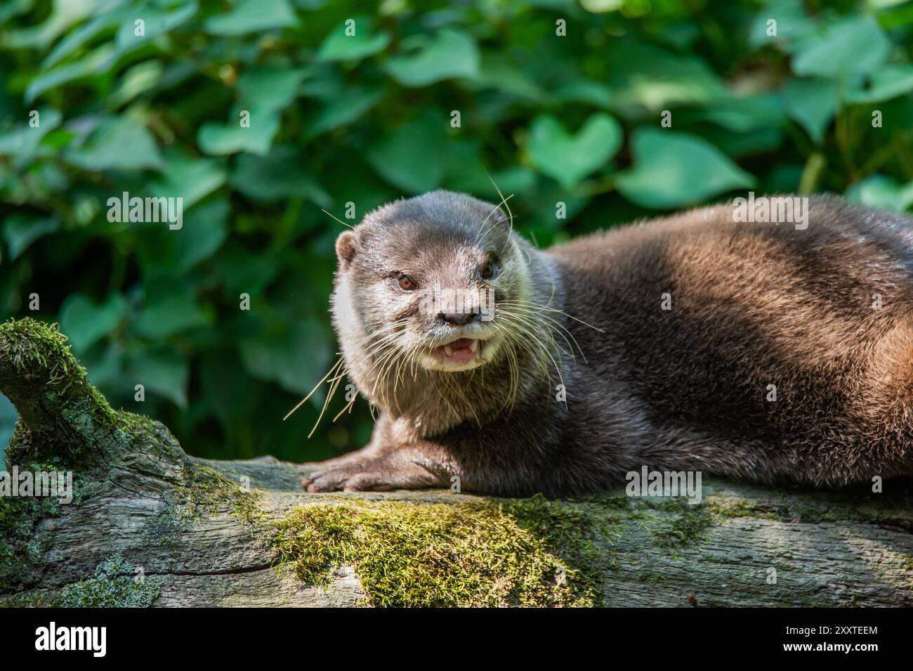 River otter den water hi-res stock photography and images - Alamy