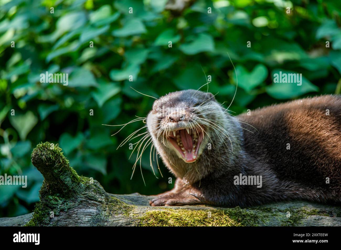 An otter lying down outside its den Stock Photo - Alamy
