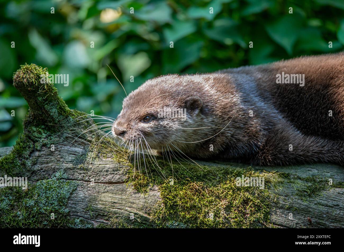 An otter lying down outside its den Stock Photo - Alamy