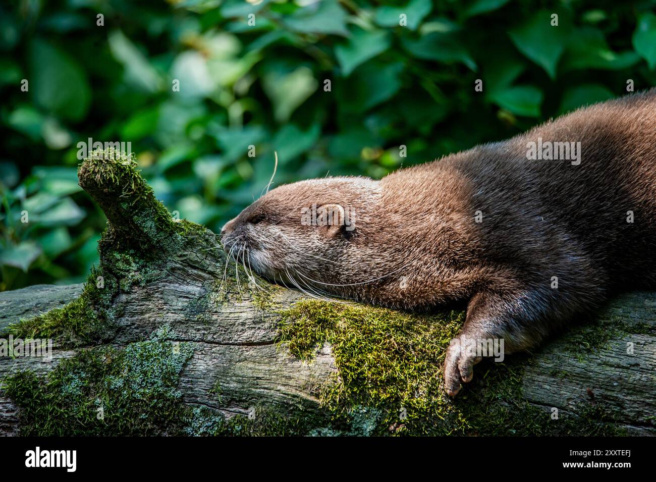 An otter lying down outside its den Stock Photo - Alamy