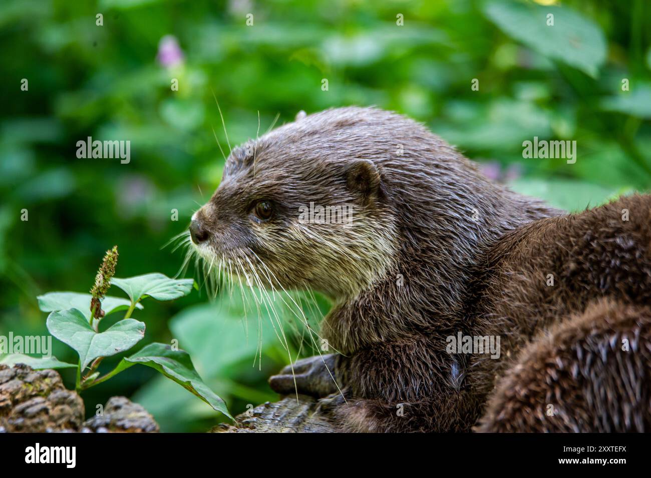 An otter lying down outside its den Stock Photo - Alamy