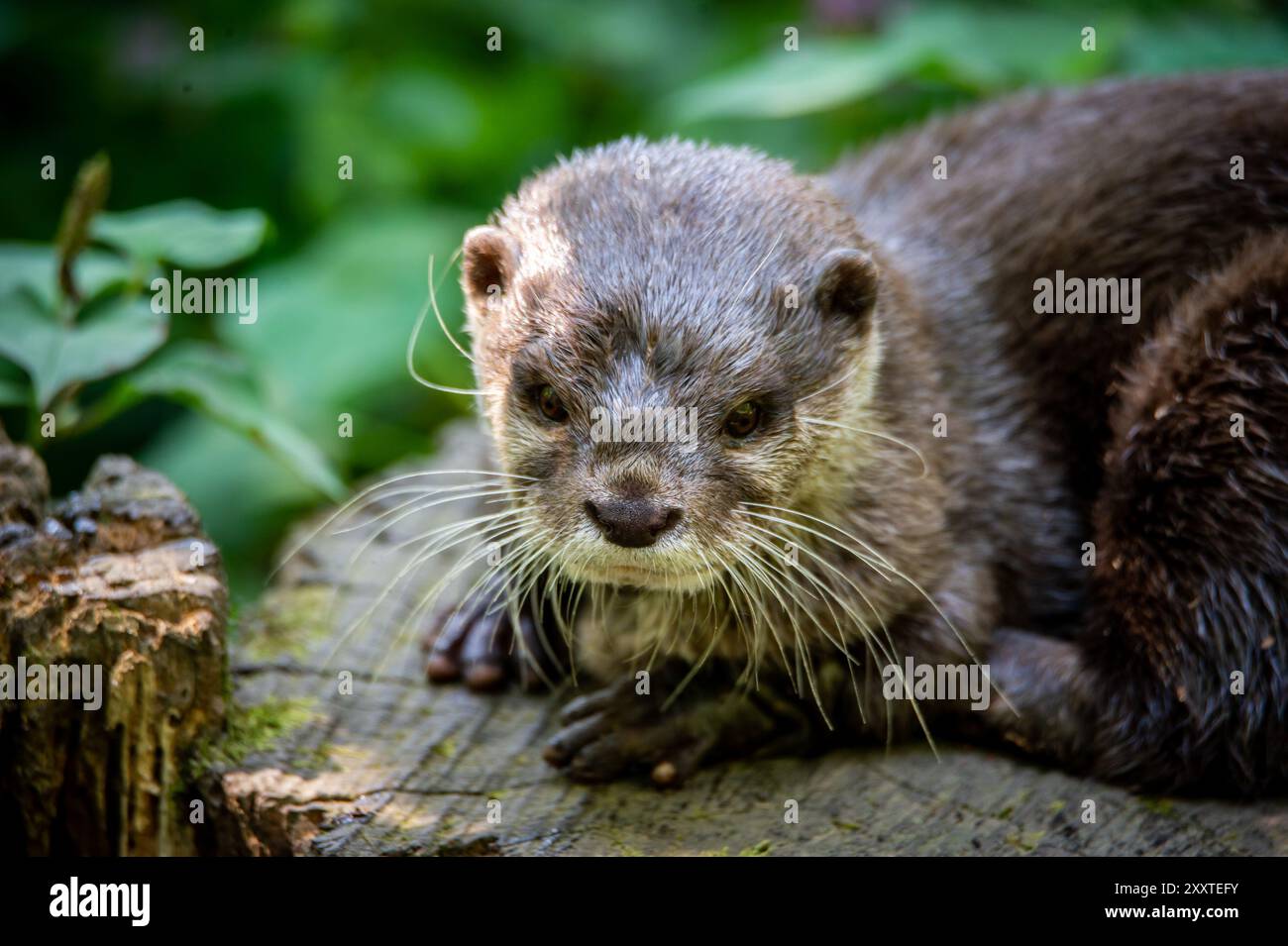 An otter lying down outside its den Stock Photo - Alamy