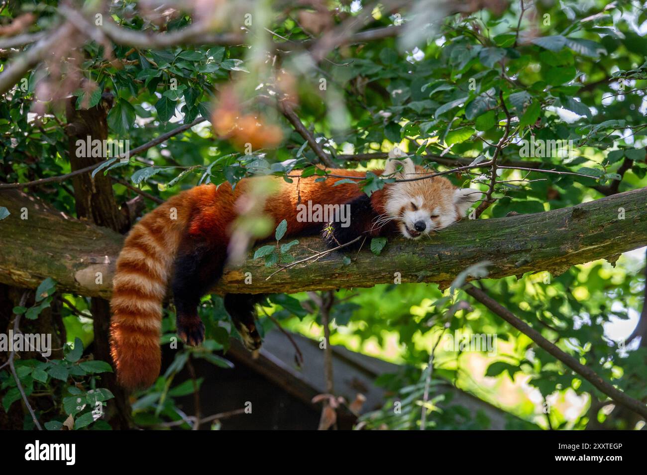 Portrait red panda lying on hi-res stock photography and images - Alamy