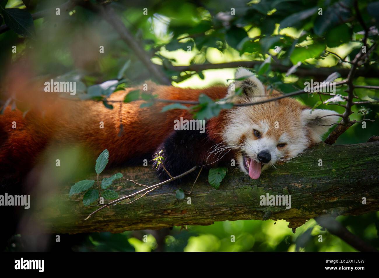 Portrait red panda lying on hi-res stock photography and images - Alamy