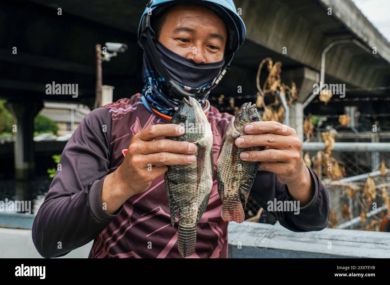 Bangkok, Thailand. 26th Aug, 2024. A man shows Nile Tilapia caught from ...