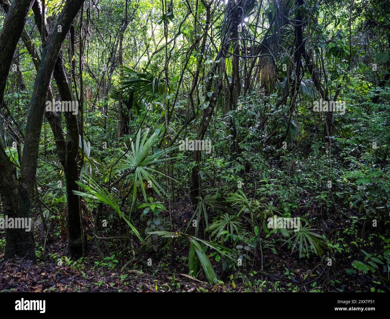 Rainforest in Tayrona National Park in Colombia Stock Photo - Alamy