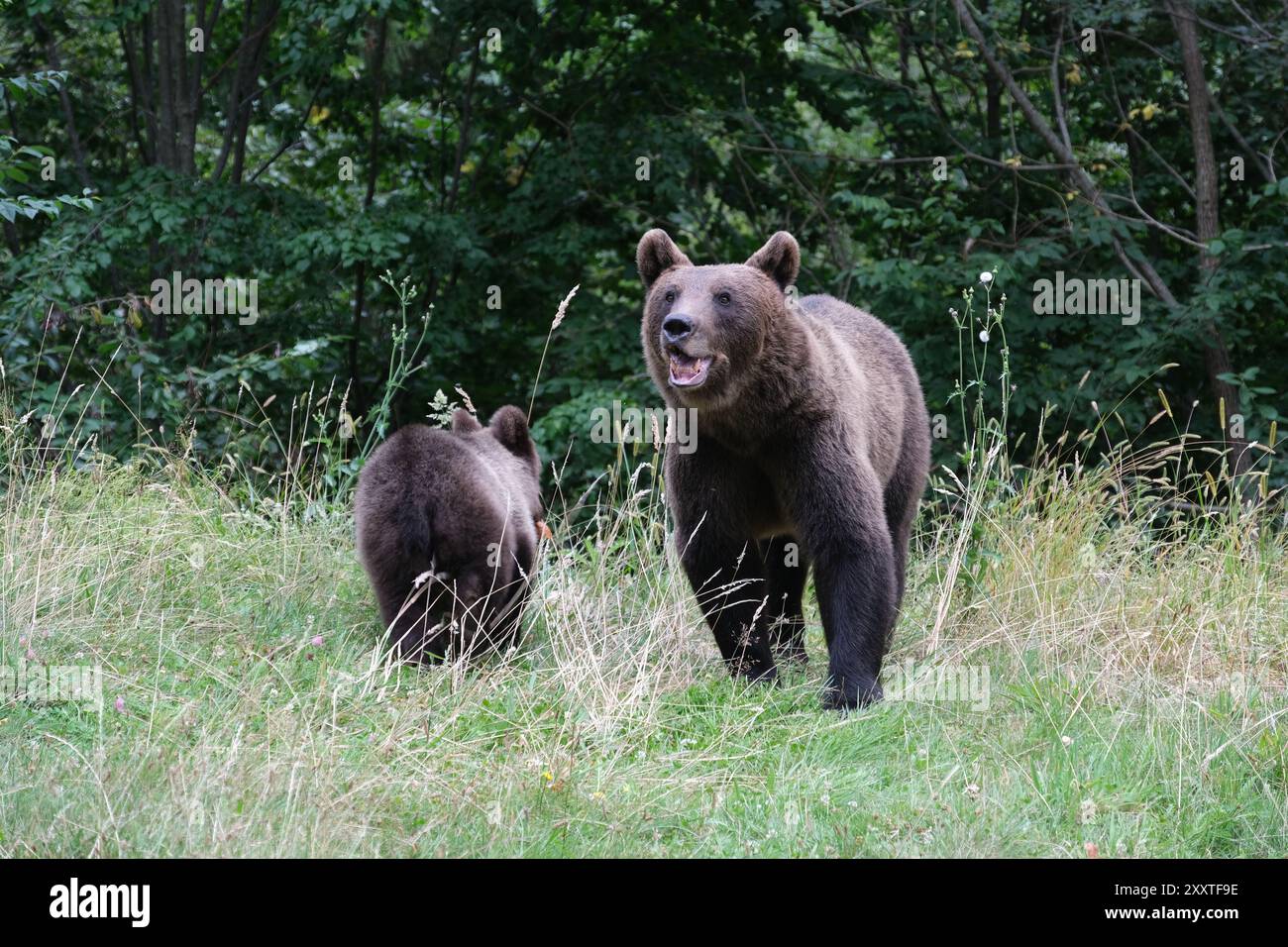 Black Bear on the Transfagarasan Highway, Transylvania region, Romania ...