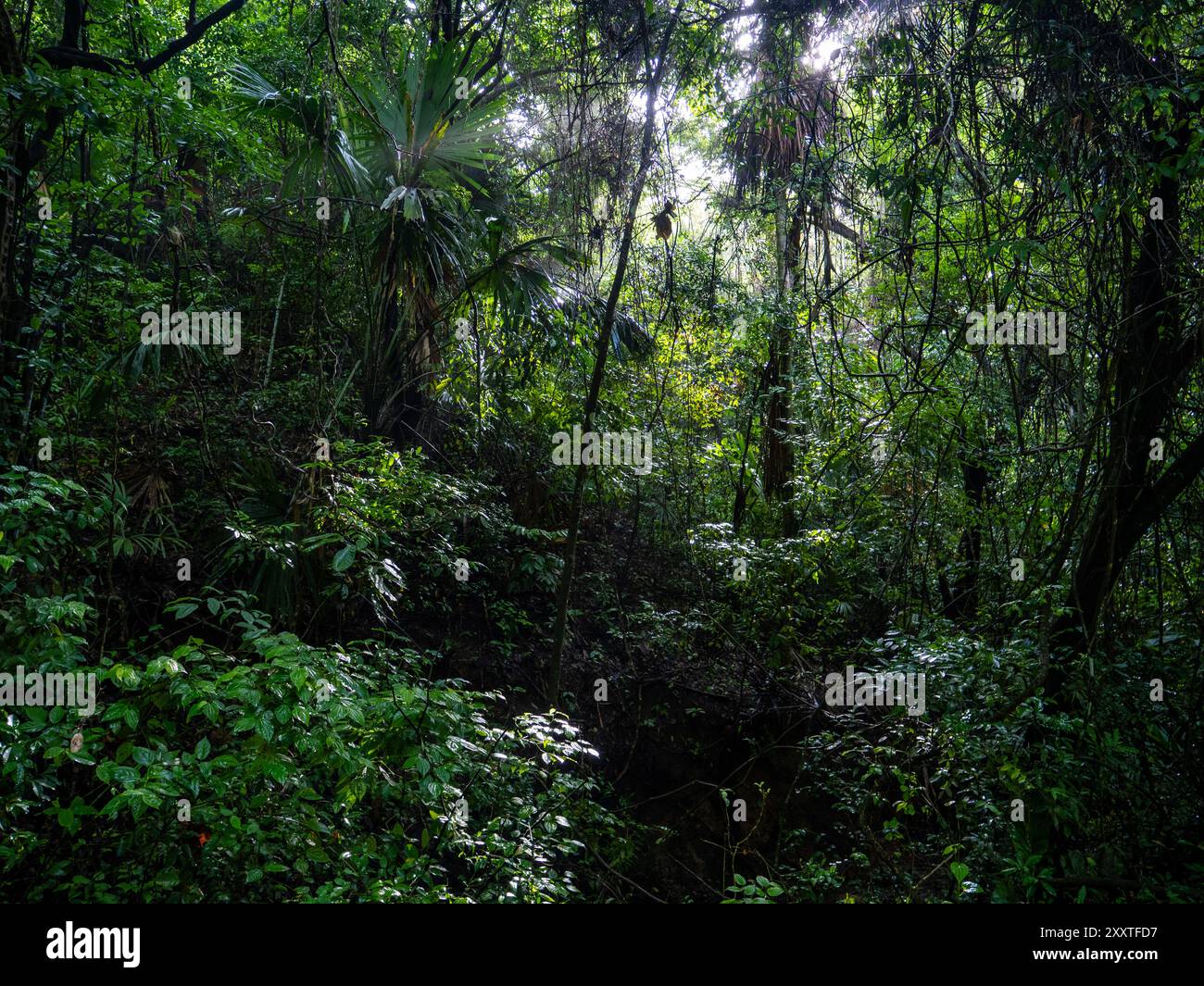 Rainforest in Tayrona National Park in Colombia Stock Photo - Alamy