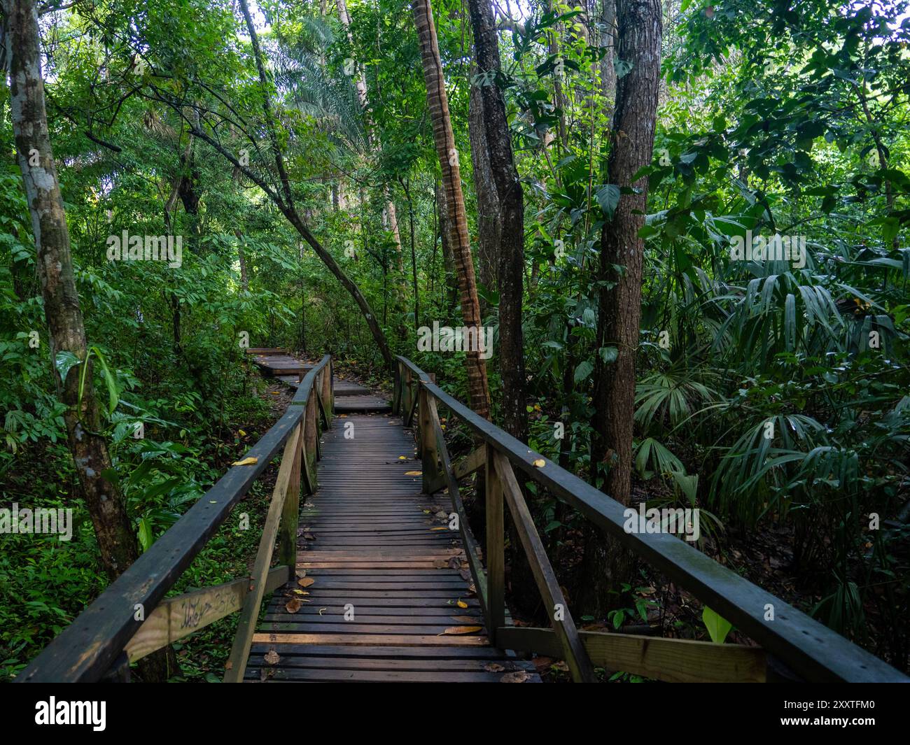 Rainforest in Tayrona National Park in Colombia Stock Photo - Alamy