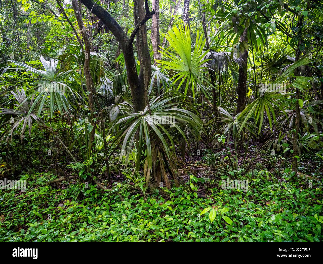 Rainforest in Tayrona National Park in Colombia Stock Photo - Alamy