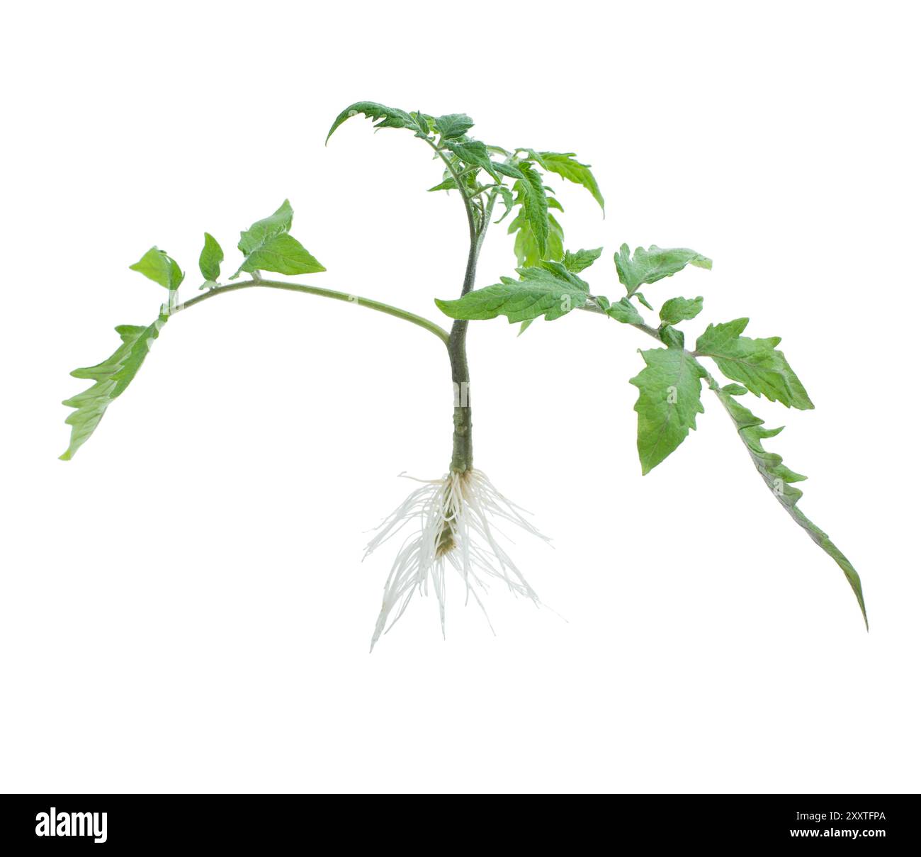 Tomato twig with roots isolated on white Stock Photo - Alamy