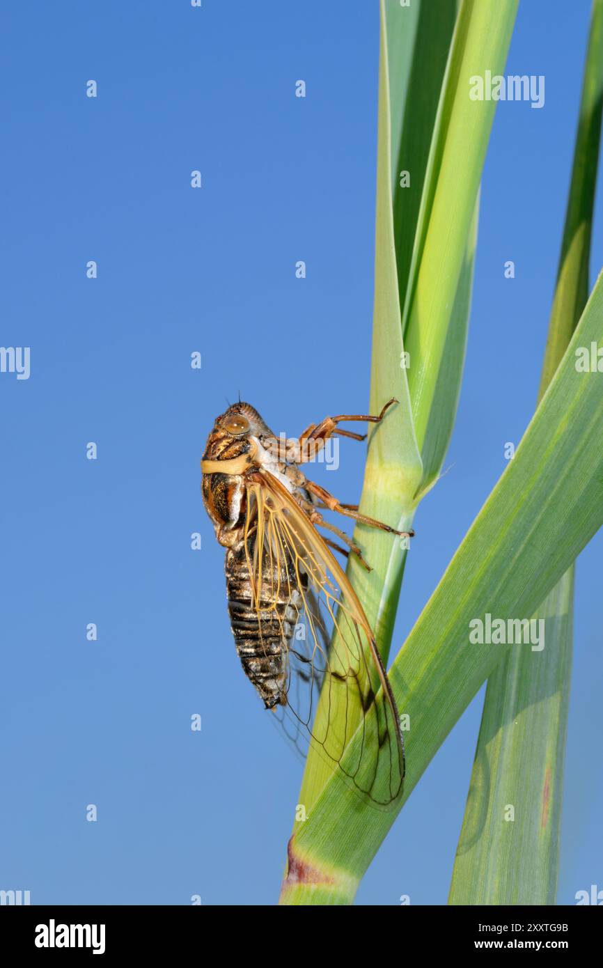Scrub cicada (Diceroprocta marevagans) singing in the grass of coastal ...