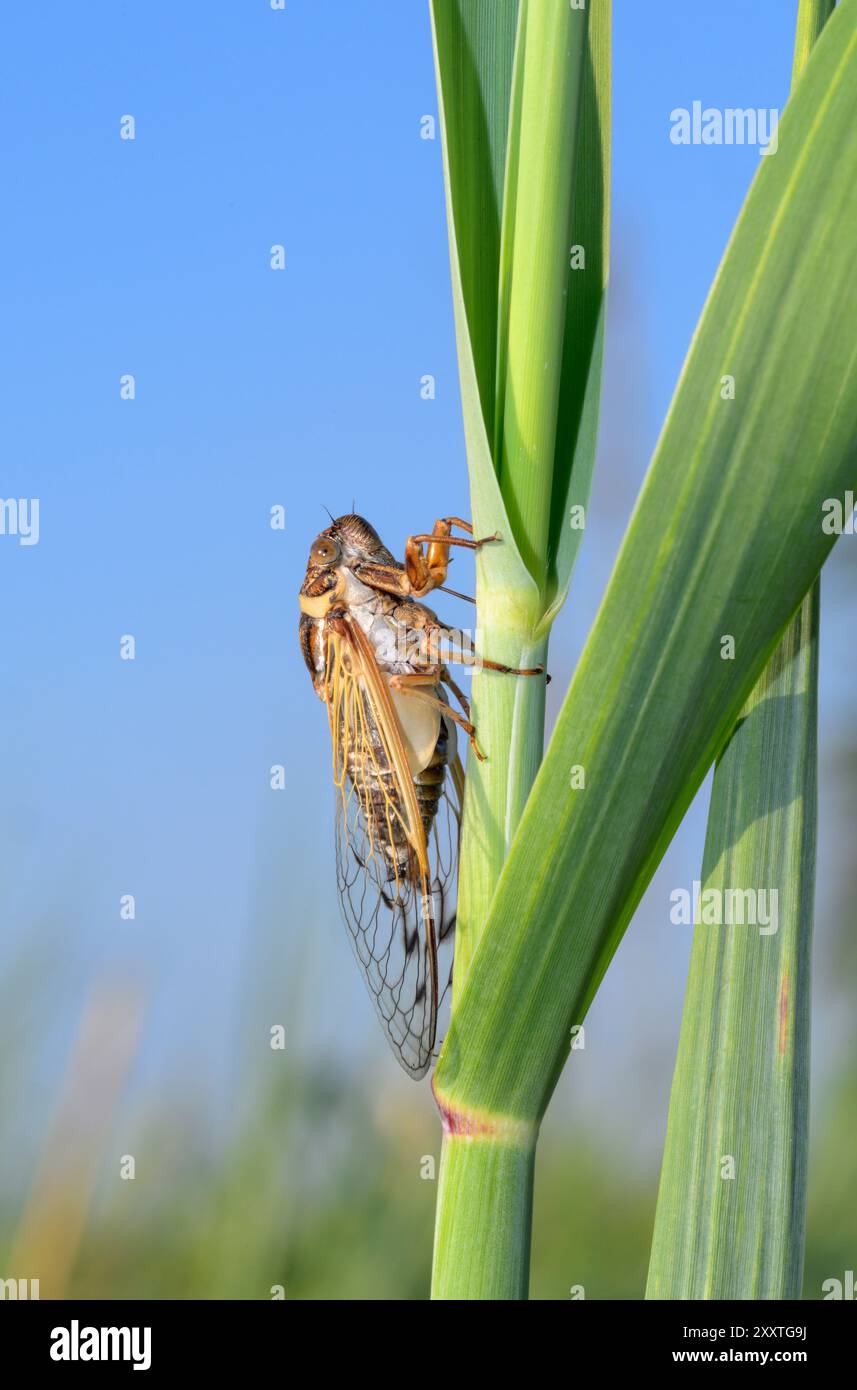 Scrub cicada (Diceroprocta marevagans) singing in the grass of coastal ...