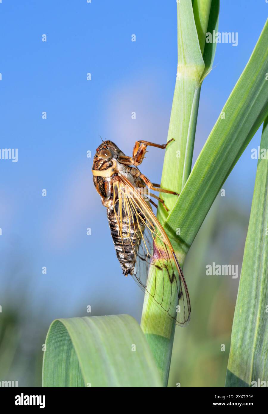 Scrub cicada (Diceroprocta marevagans) singing in the grass of coastal ...