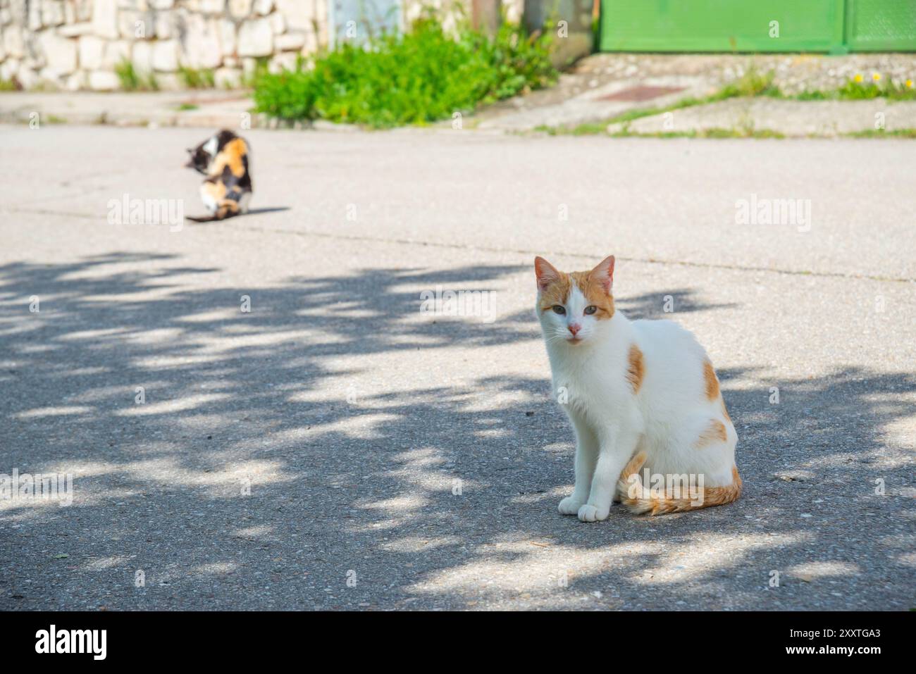 Adultos horizontal hi-res stock photography and images - Alamy