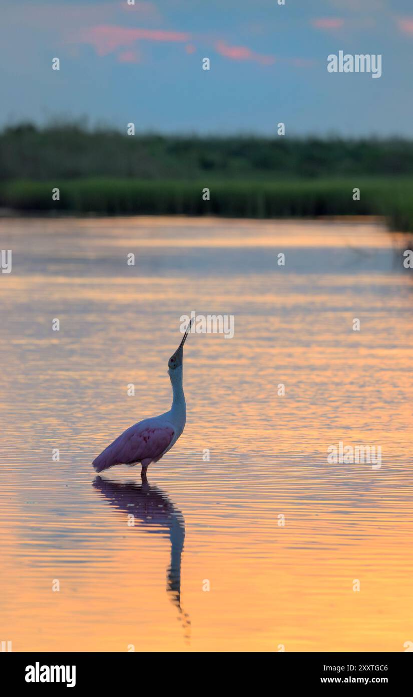 Roseate spoonbill (Platalea ajaja) calling at sunrise in shallow water ...