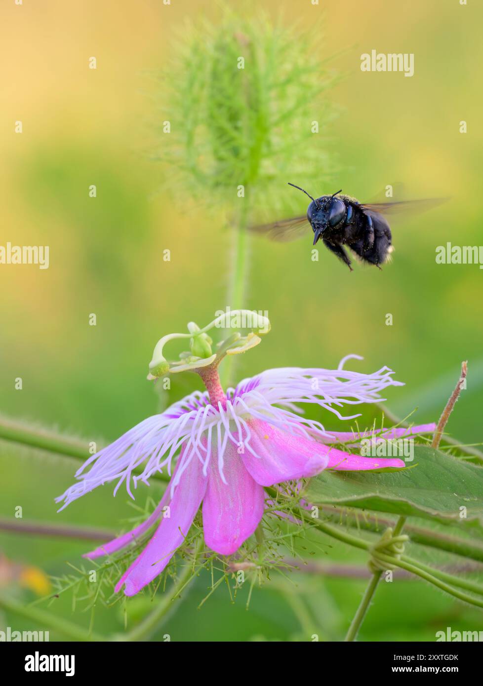 Southern carpenter bee (Xylocopa micans) female approaching flower of ...