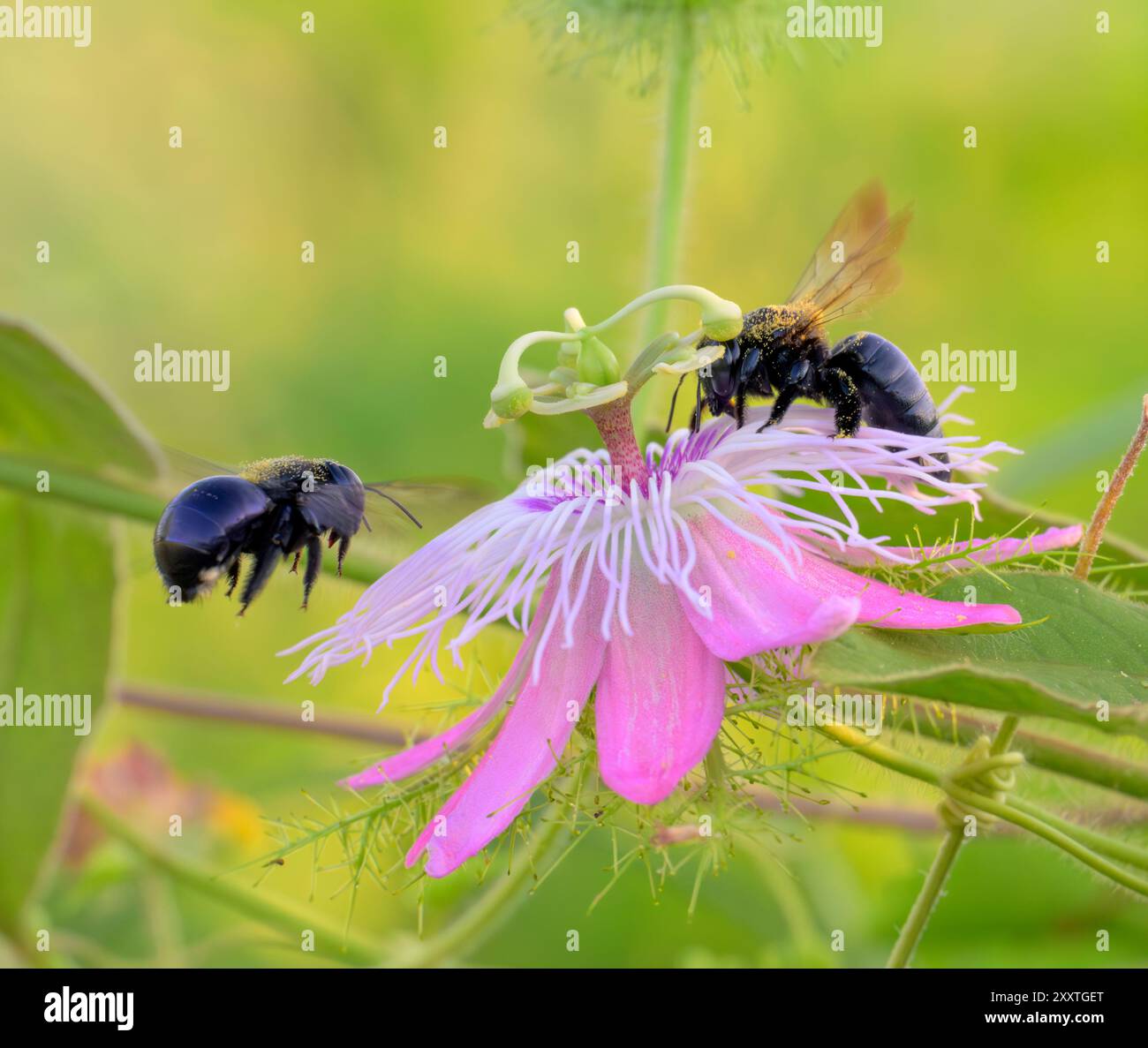 Southern carpenter bee (Xylocopa micans) female approaching flower of ...