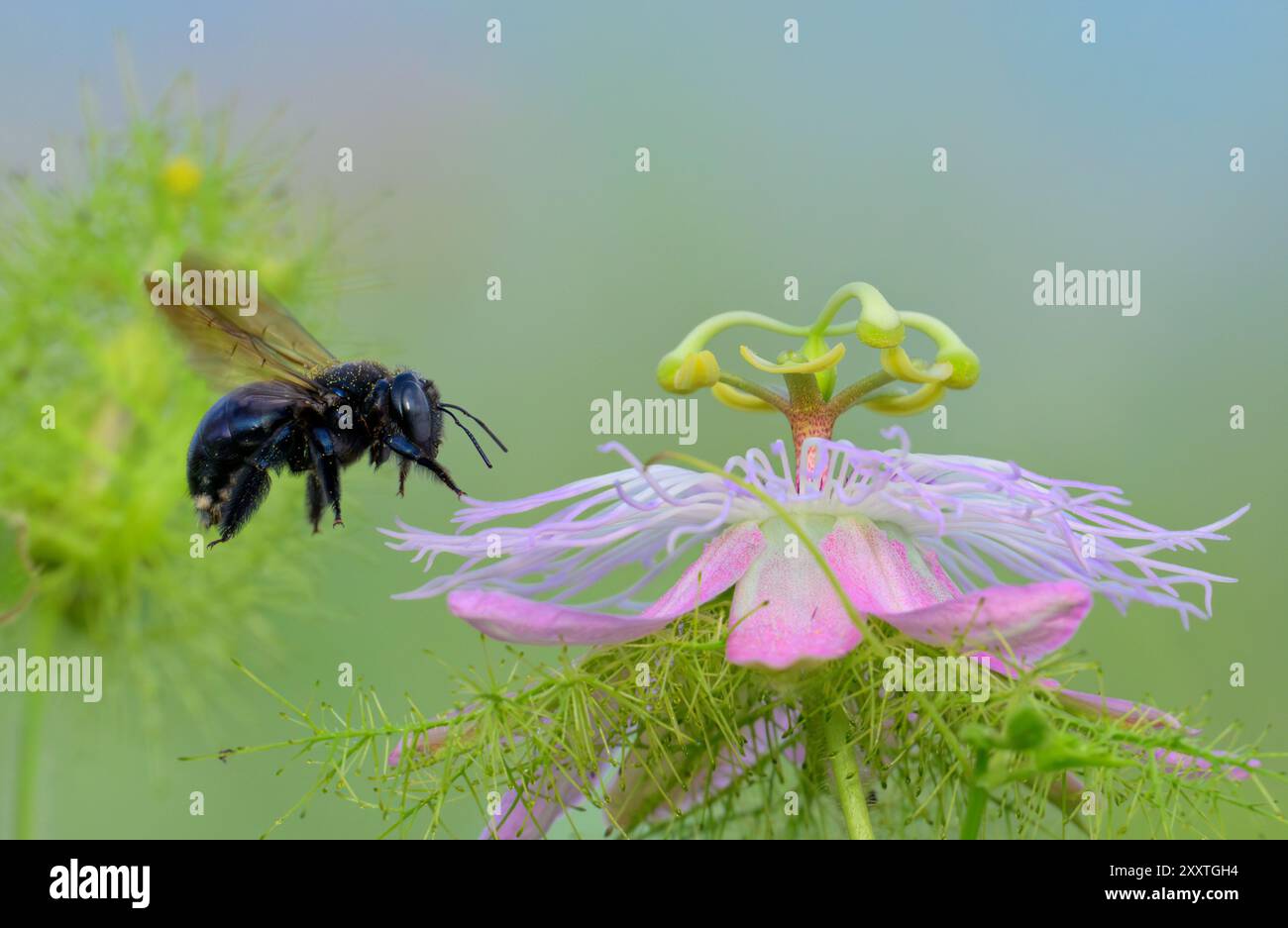 Southern carpenter bee (Xylocopa micans) female approaching flower of ...