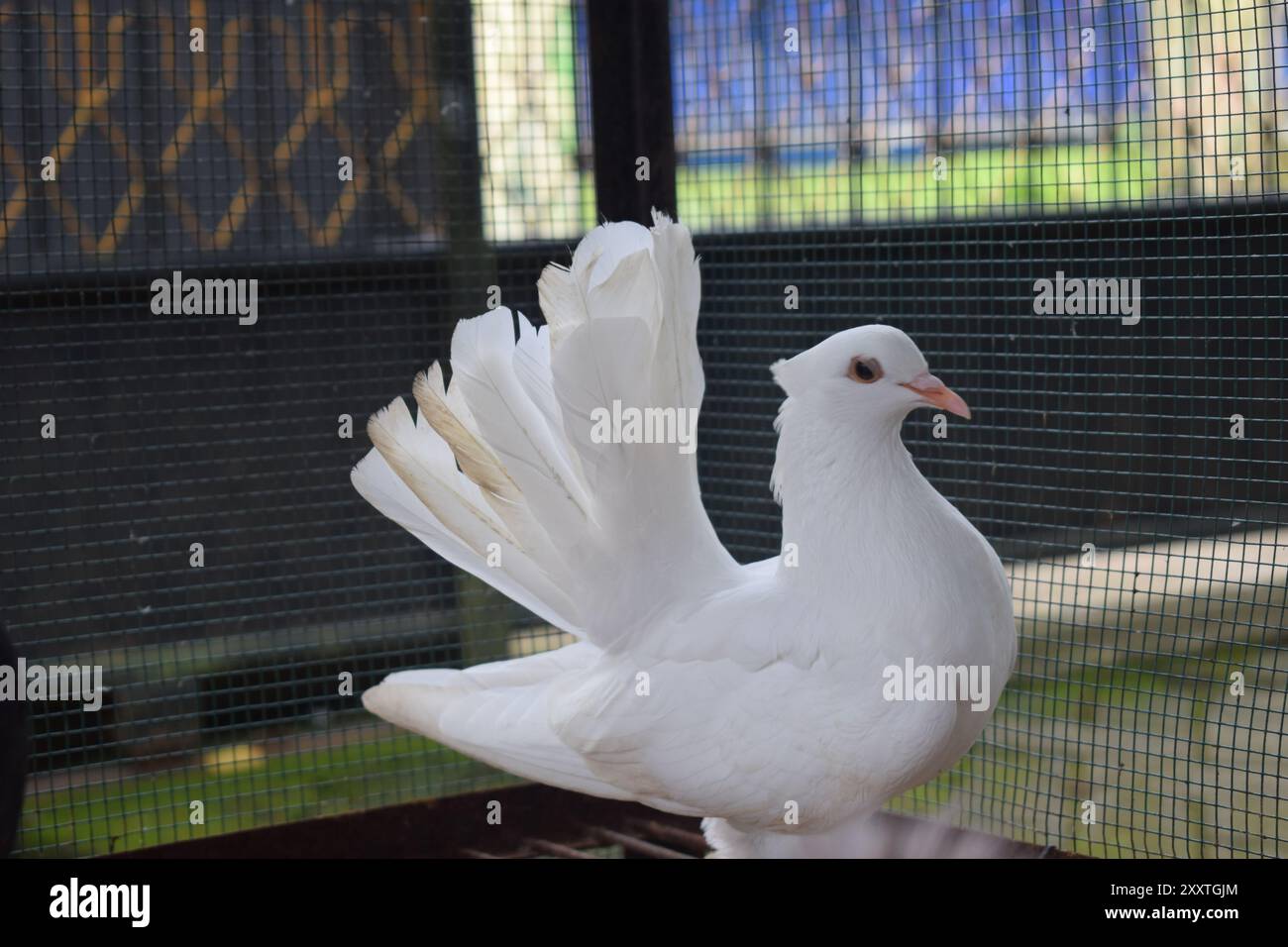 white bird in a cage, beautiful plumage Stock Photo - Alamy