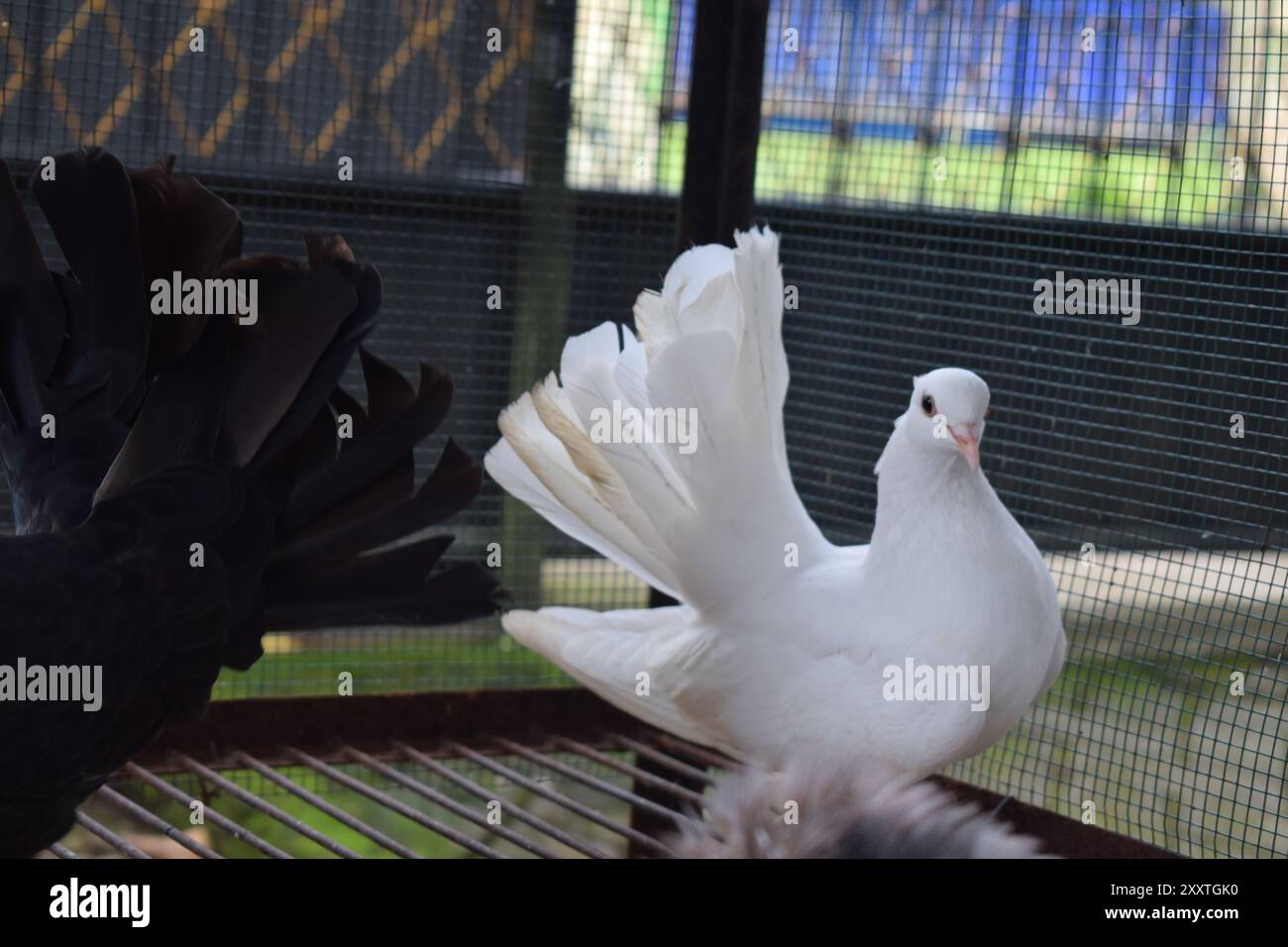 white bird in a cage, beautiful plumage Stock Photo - Alamy