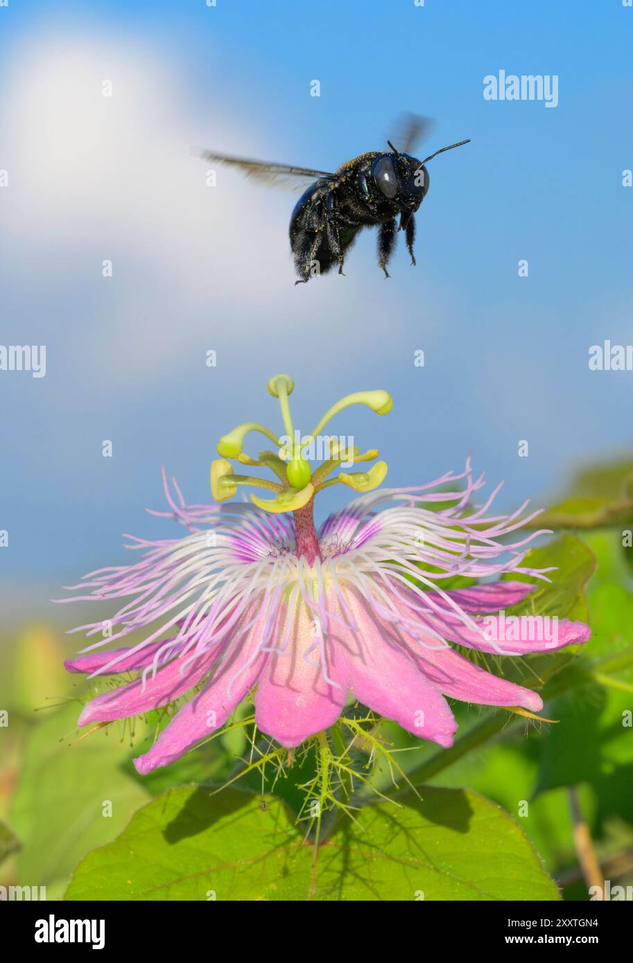 Southern carpenter bee (Xylocopa micans) female approaching flower of ...
