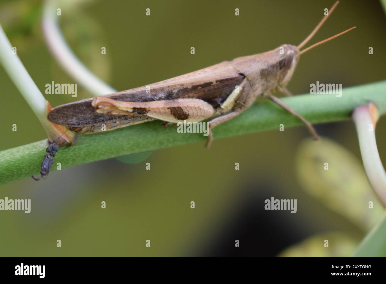 Grasshopper on branch flower hi-res stock photography and images - Alamy