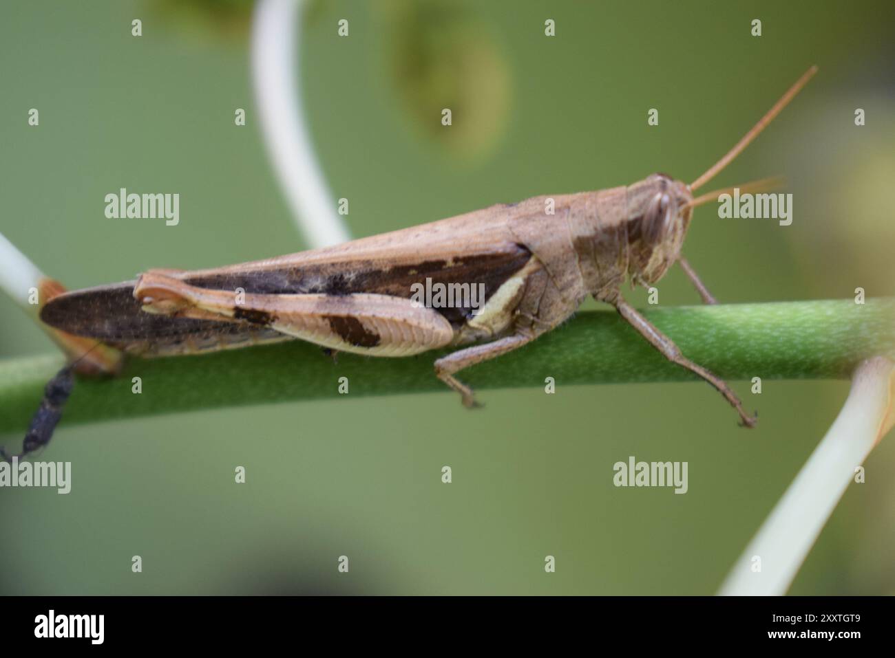 Camouflage grasshopper in tree hi-res stock photography and images - Alamy