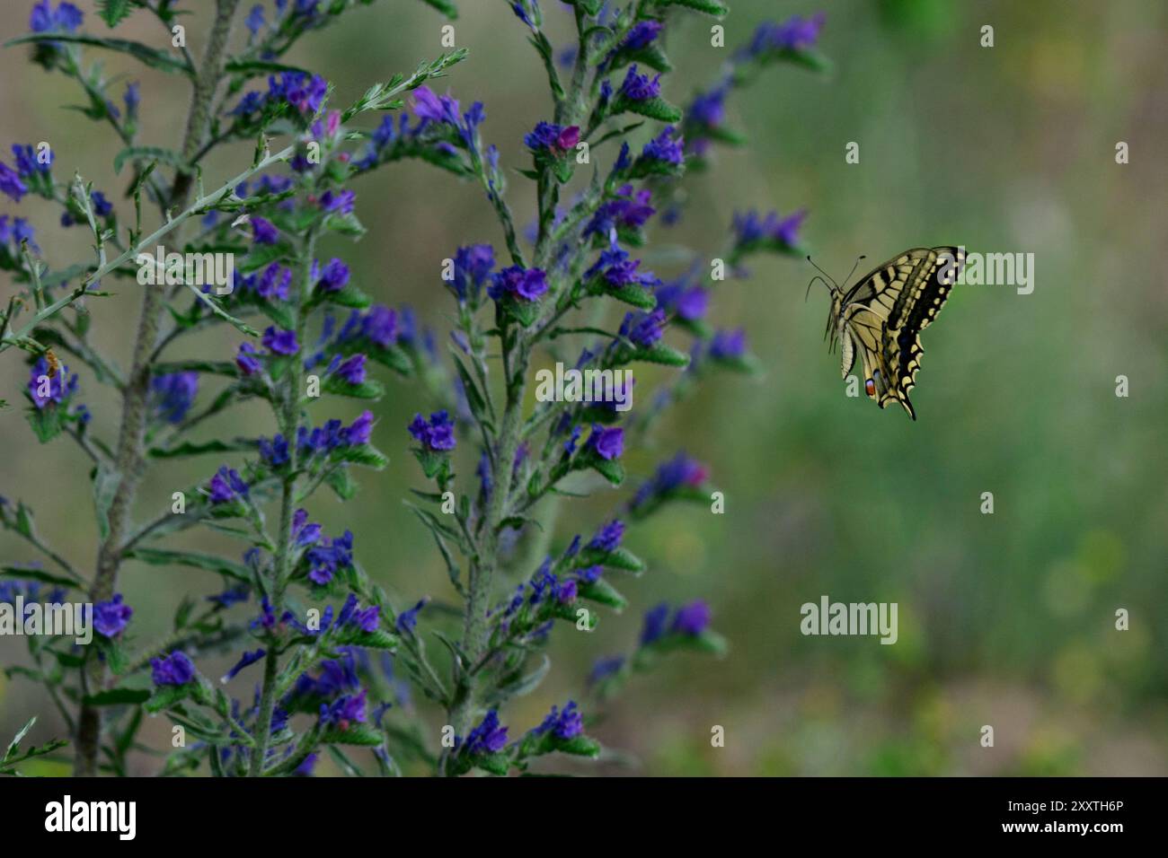 Flying Swallowtail butterfly with blue flowers Stock Photo - Alamy
