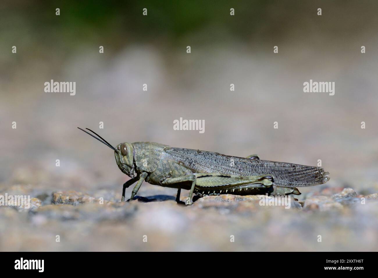 Egyptian Bird Grasshopper Stock Photo - Alamy