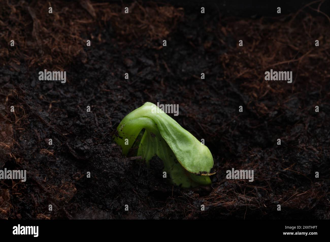 Baby squash plant sprout in soil Stock Photo - Alamy
