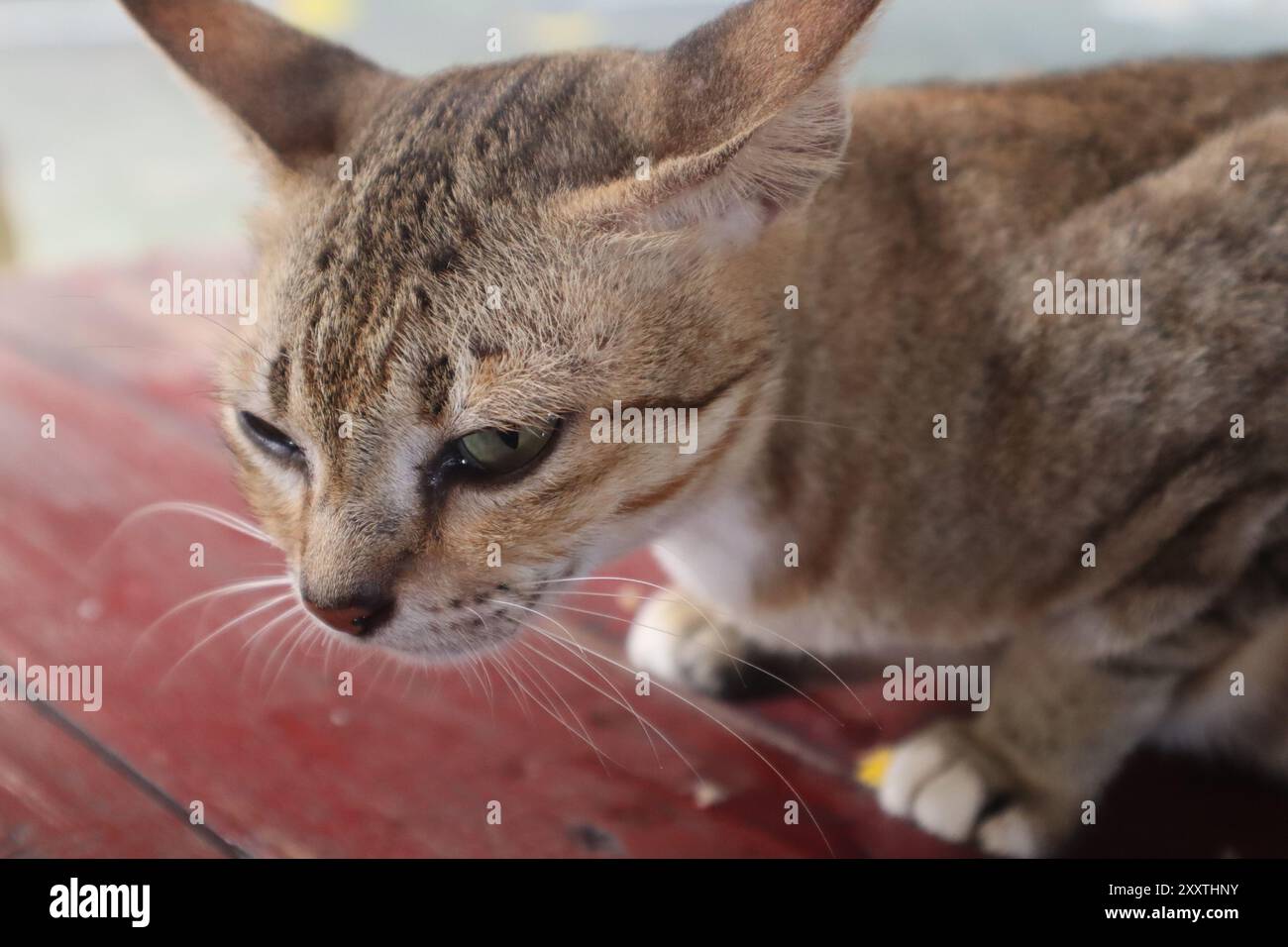 Cat eye curious pupil hi-res stock photography and images - Alamy