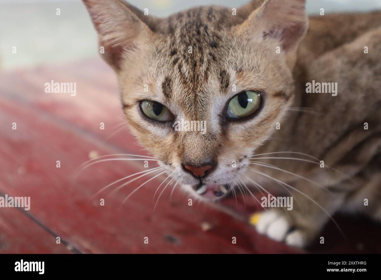 Cat eye curious pupil hi-res stock photography and images - Alamy