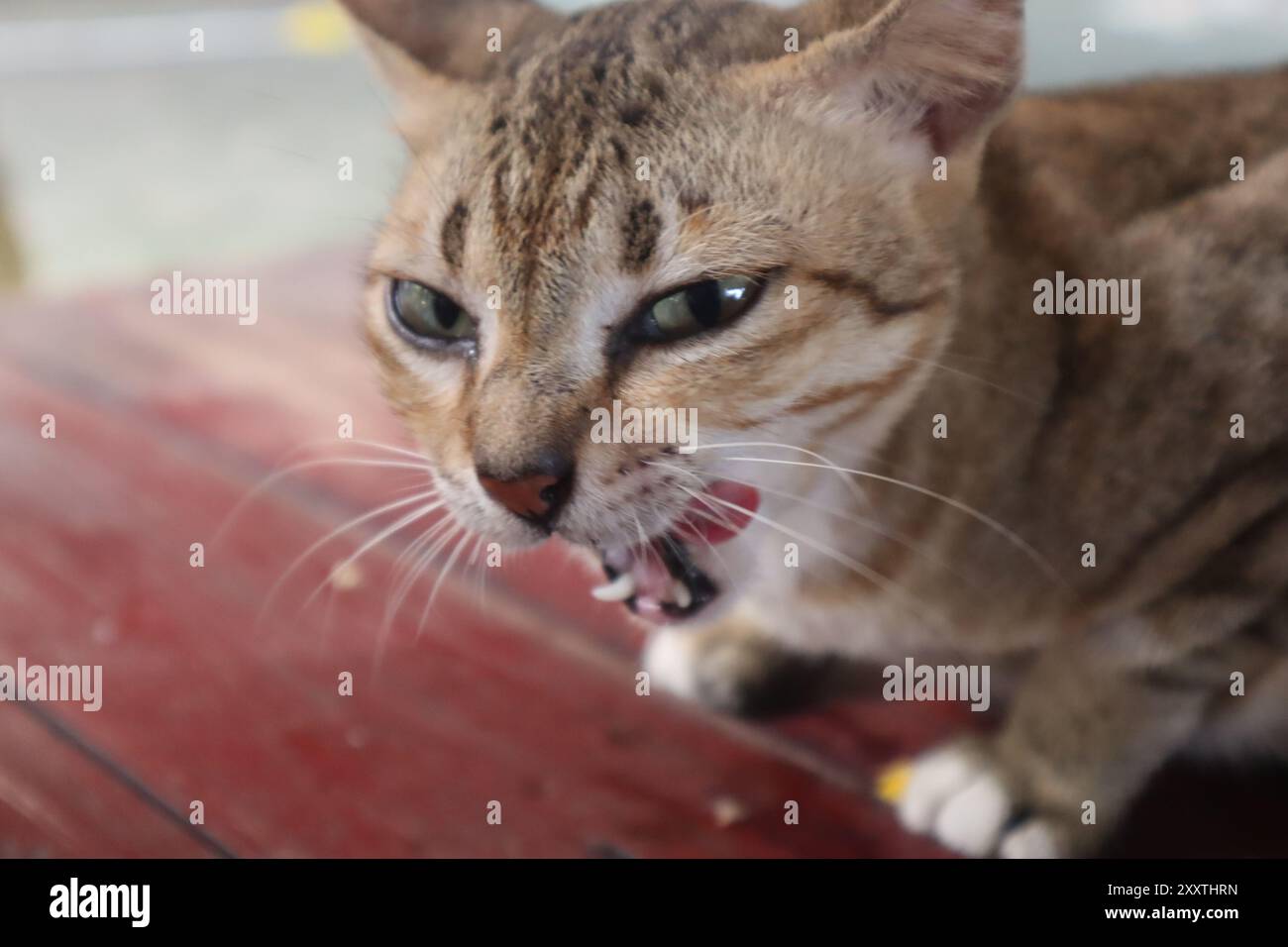Cat eye curious pupil hi-res stock photography and images - Alamy