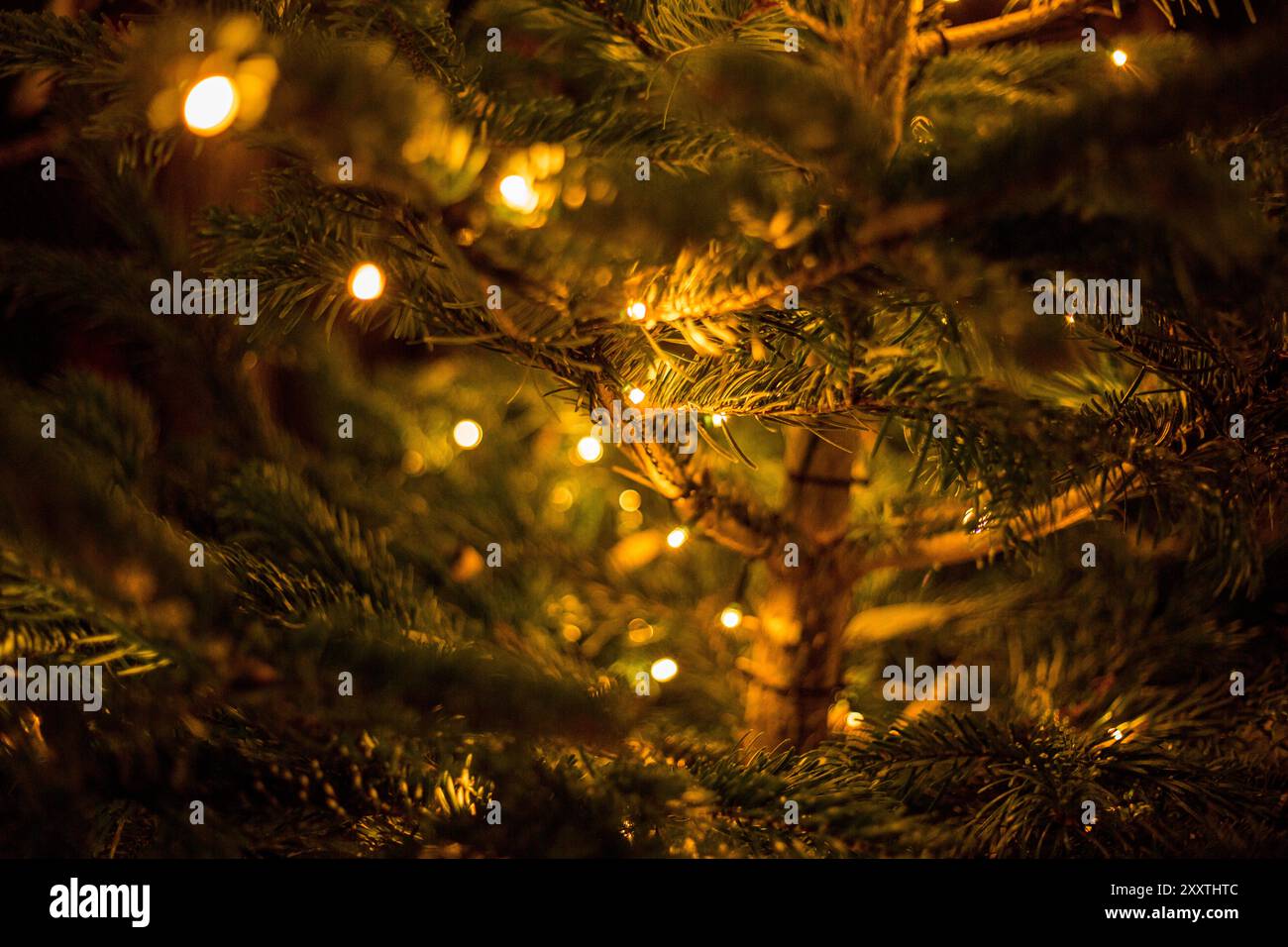 Christmas tree with lights in Stock Photo - Alamy