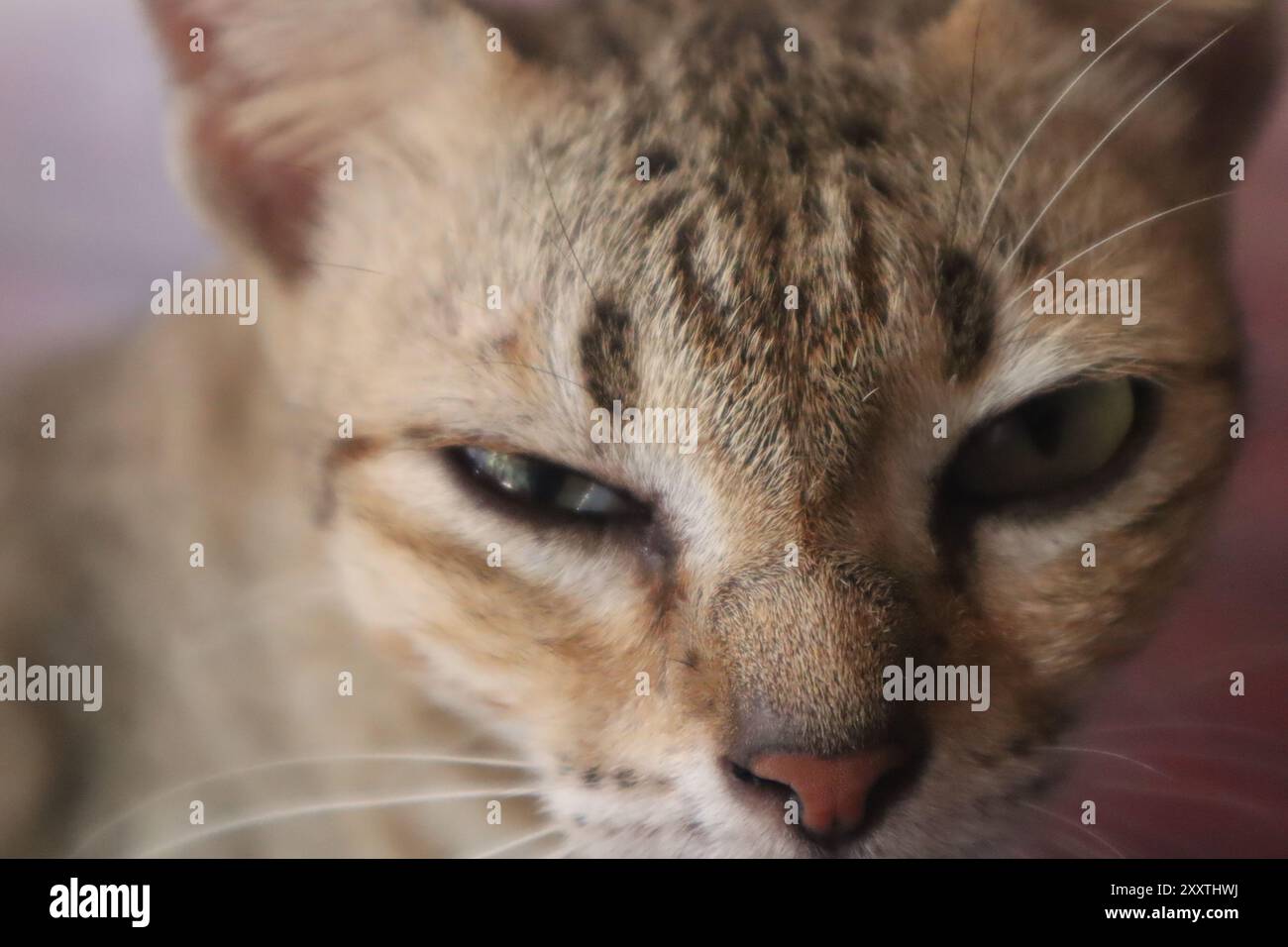 Cat eye curious pupil hi-res stock photography and images - Alamy