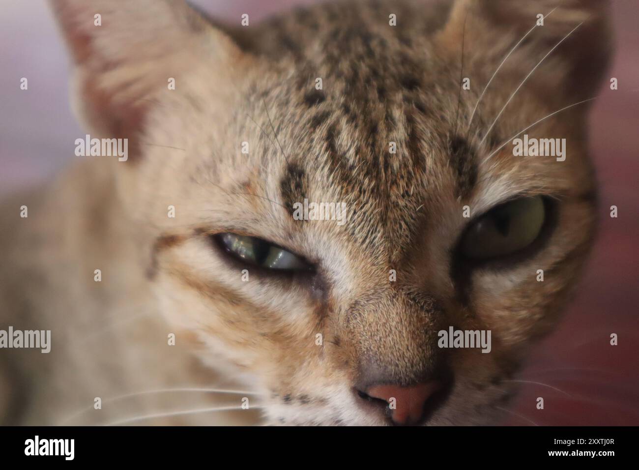Cat eye curious pupil hi-res stock photography and images - Alamy