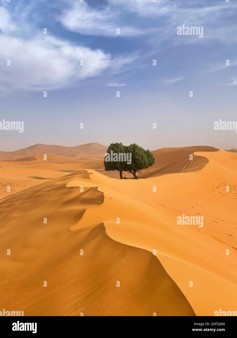 Pair of trees in the sand dunes in the Sahara Desert, Morocco Stock ...